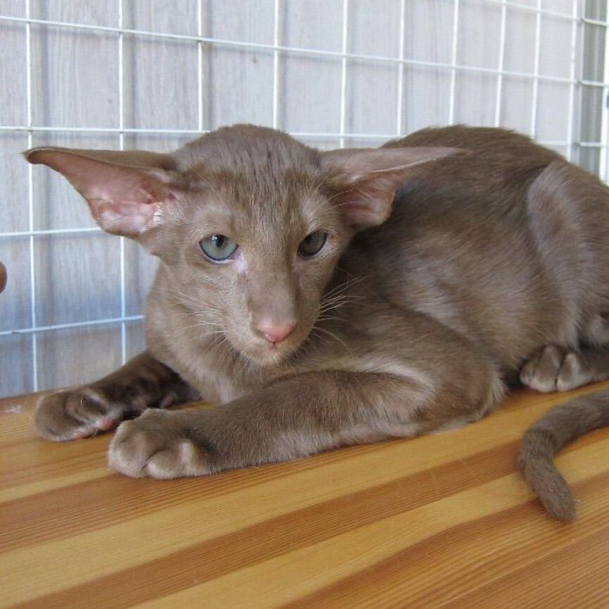 Ориентальные котята в экстрим типе