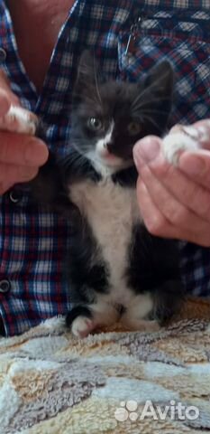 Красивый котенок "в черном смокинге" :)