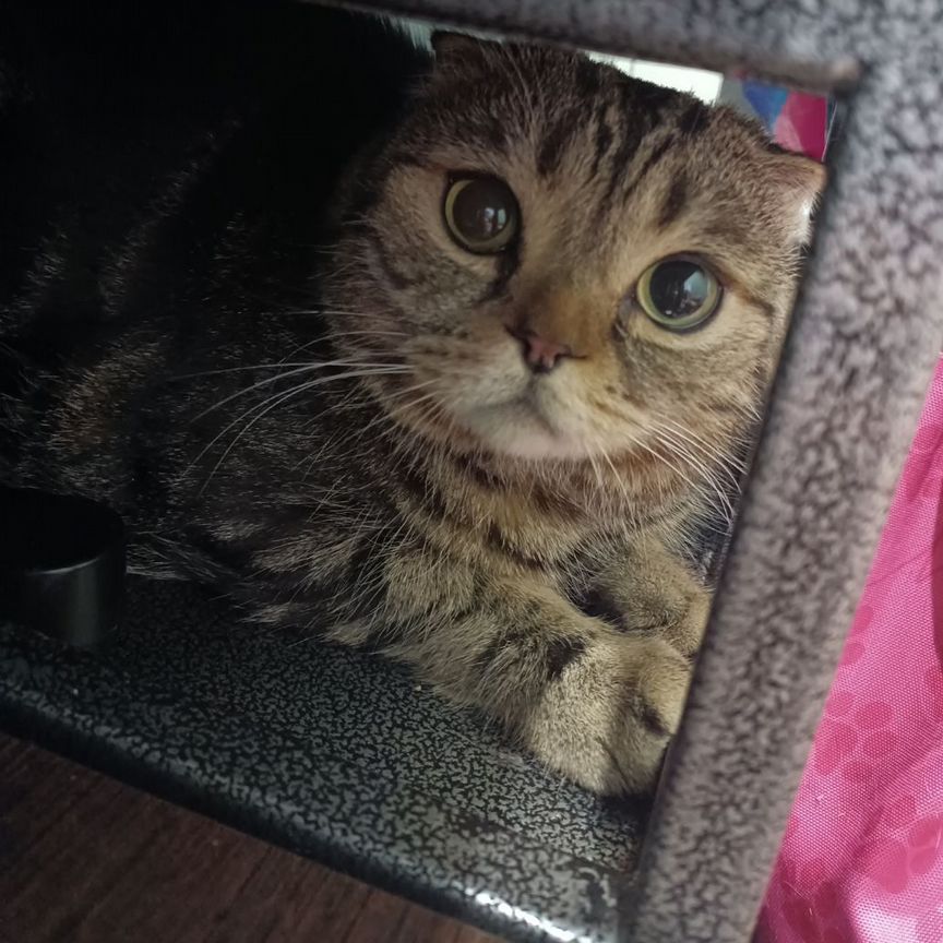 Шотландский вислоухий короткошёрстный, взрослый кот