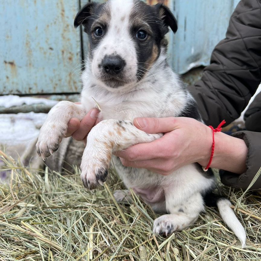 Щенок в добрые руки