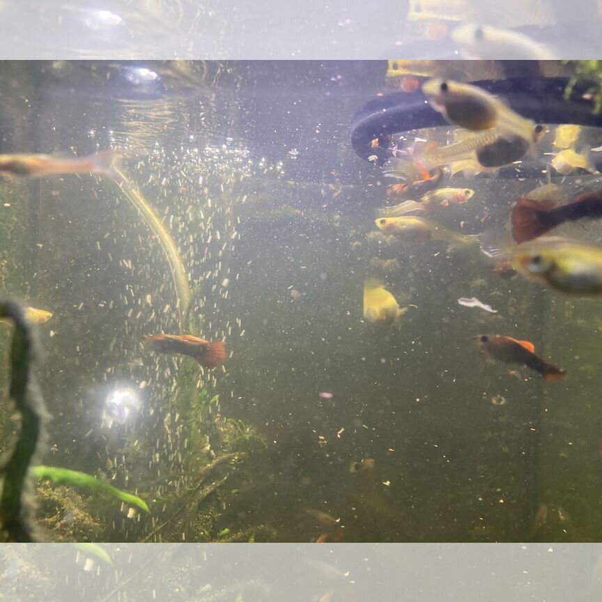 Аквариумные рыбки гуппи