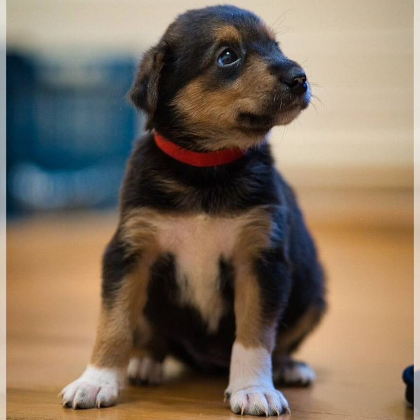 Щенок в добрые руки