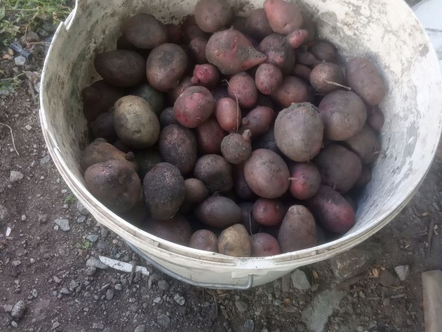 Отдам мелкий картофель