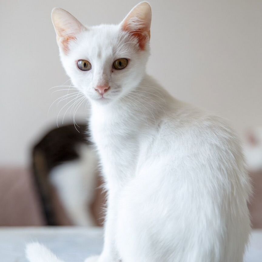 Белые котята мальчики в добрые руки