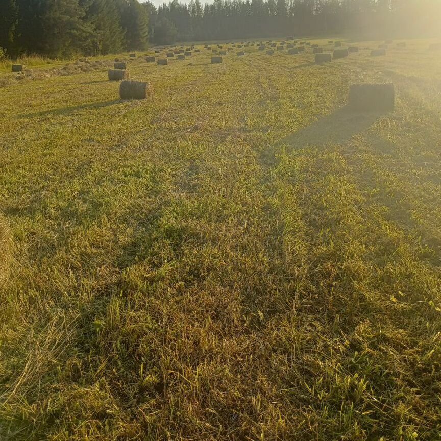 Сено в тюках
