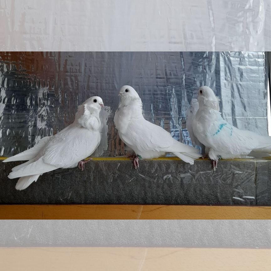 Голубь китайская чайка