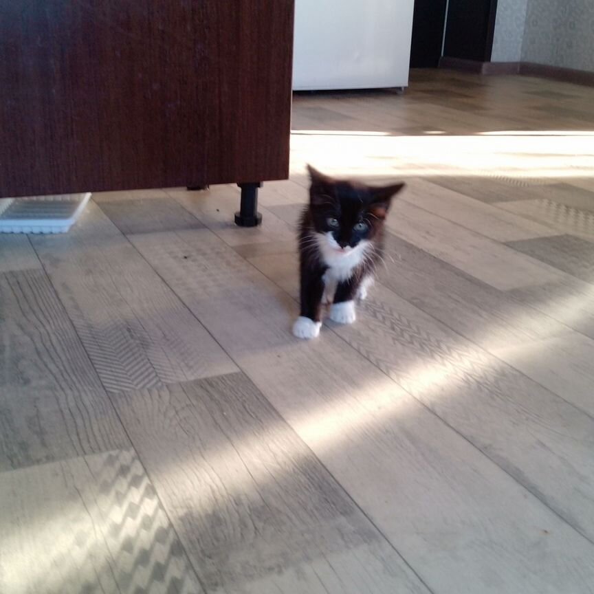 Отдам котёнка за шоколадку