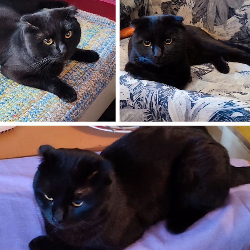 Британский короткошёрстный кот, взрослый