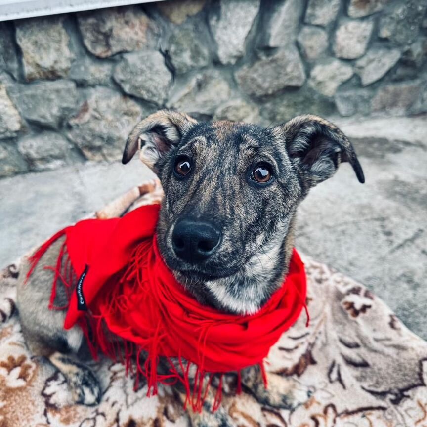 Щенок Тигра в добрые руки