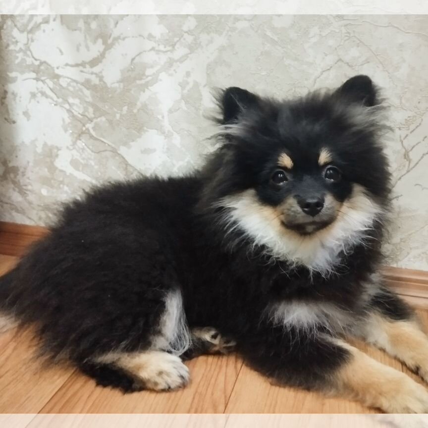 Померанский шпиц, щенок