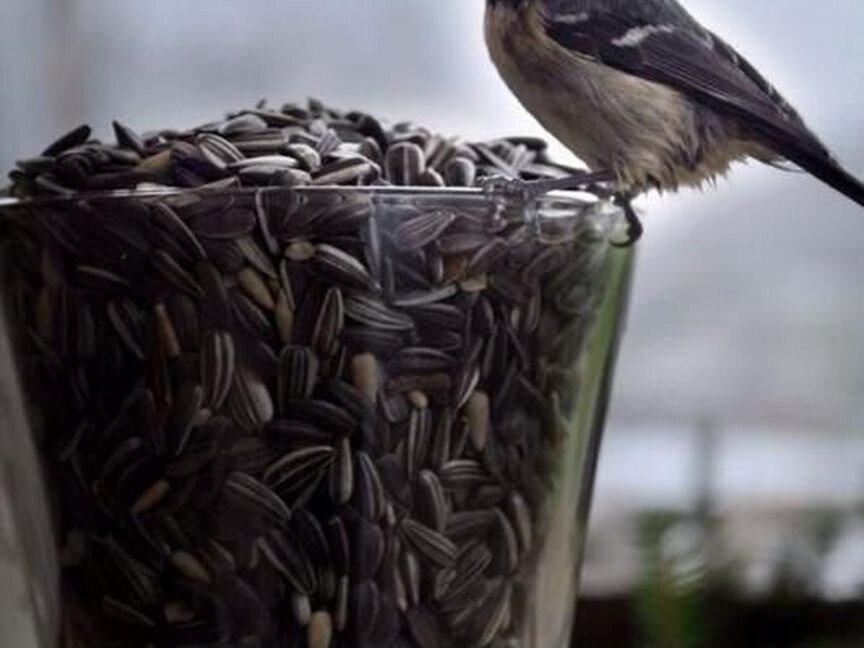 Семечки подсолнечника для птиц