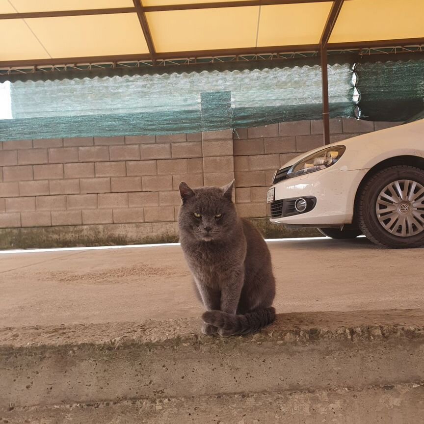 Кот (любимец семьи)