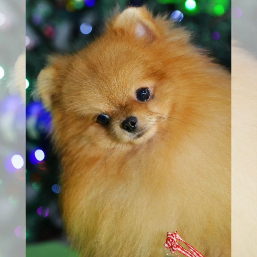 Шикарные, шпиц померанский