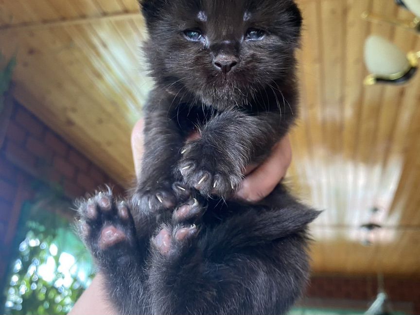 Мейн-кун мальчишка чисто черный