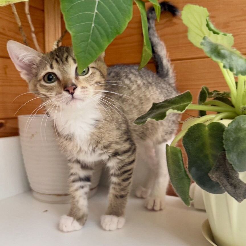 Котёнок в добрые руки