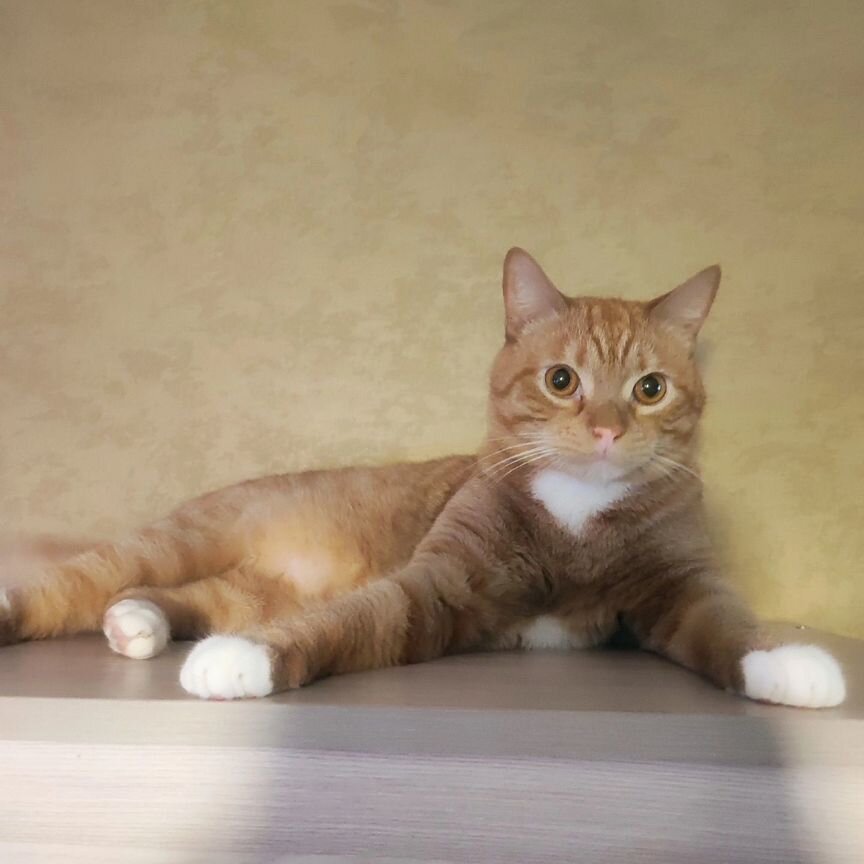 Сладкий рыжий мордастик в Ваши добрые руки