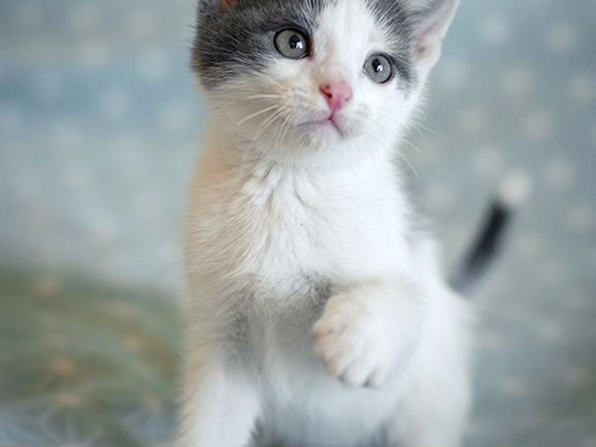 Котенок мальчик