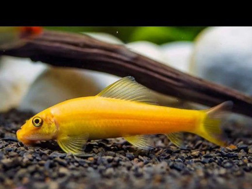 Гиринохейлус рыбка