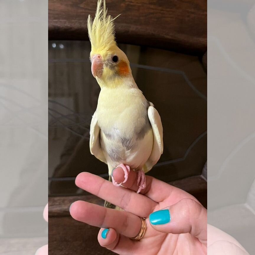 Попугай карелла