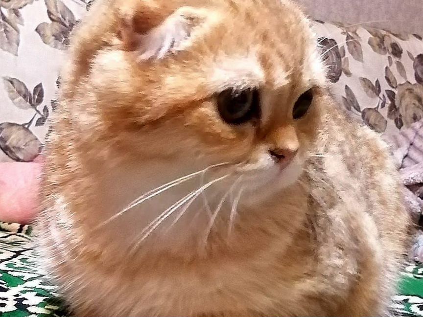 Скоттиш фолд котик