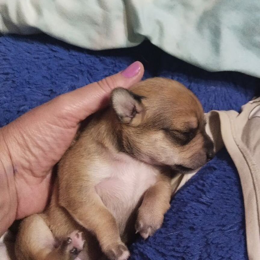 Пинчер малютка