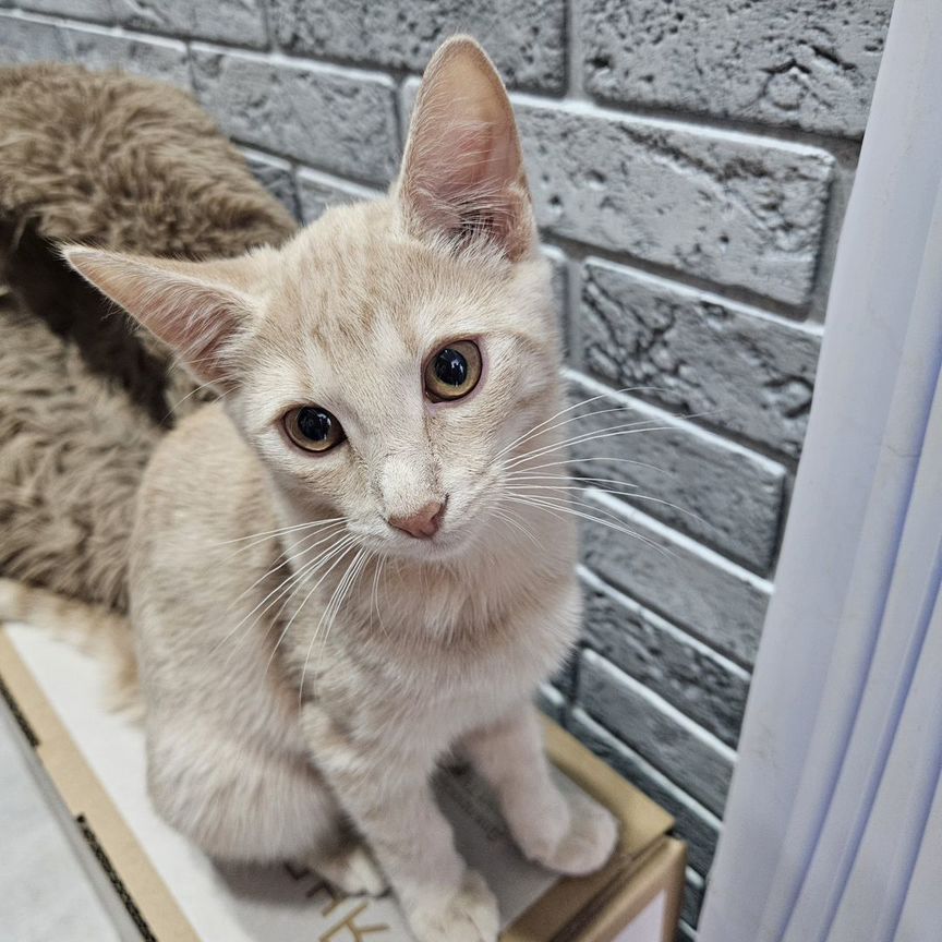 Котенок в добрые руки