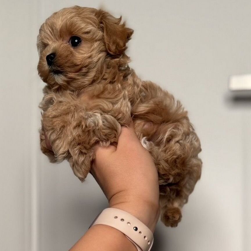 Мальтипу, щенок