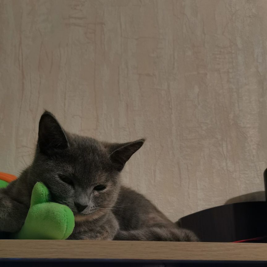 Отдам котенка (кошку)