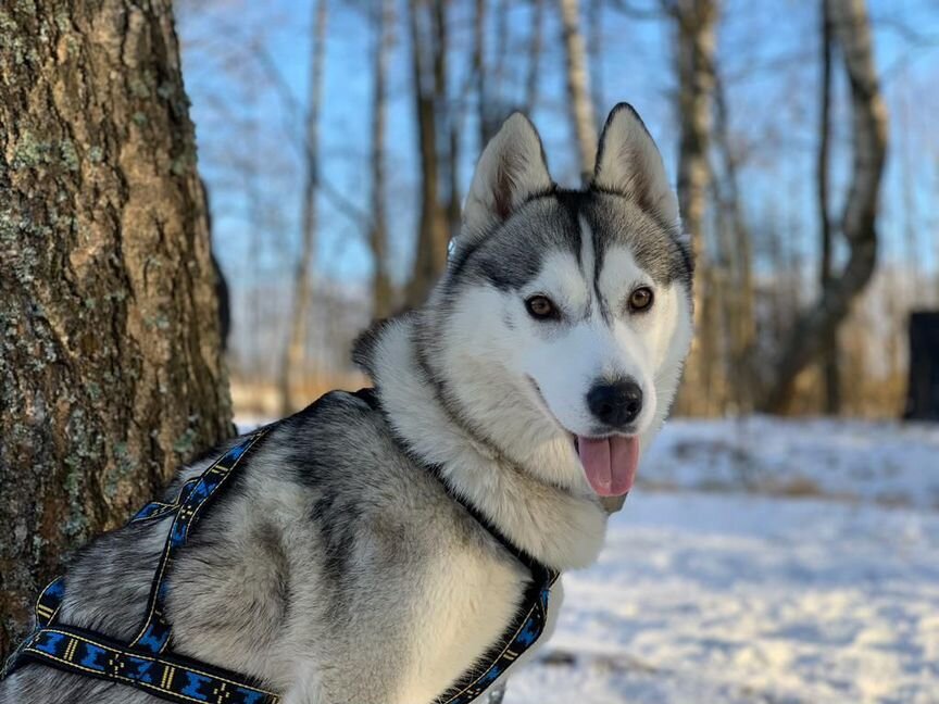 Сибирский хаски