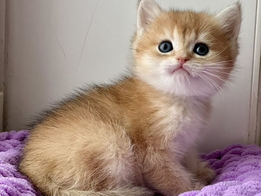 Котик золотая шиншилла ny11 апельсинчик