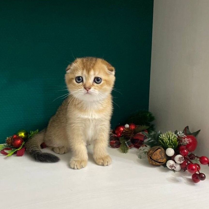 Черное золото тикированное