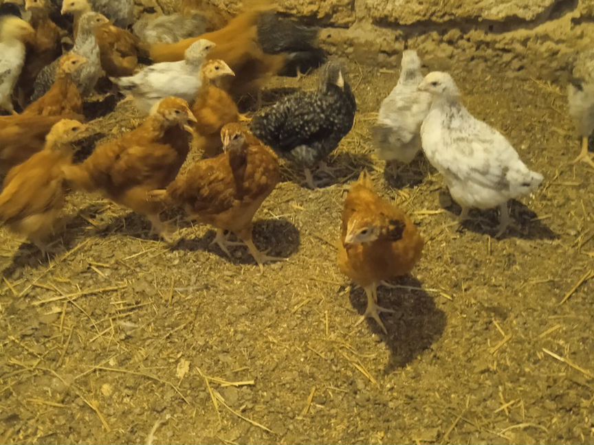 Подрощенные цыплята