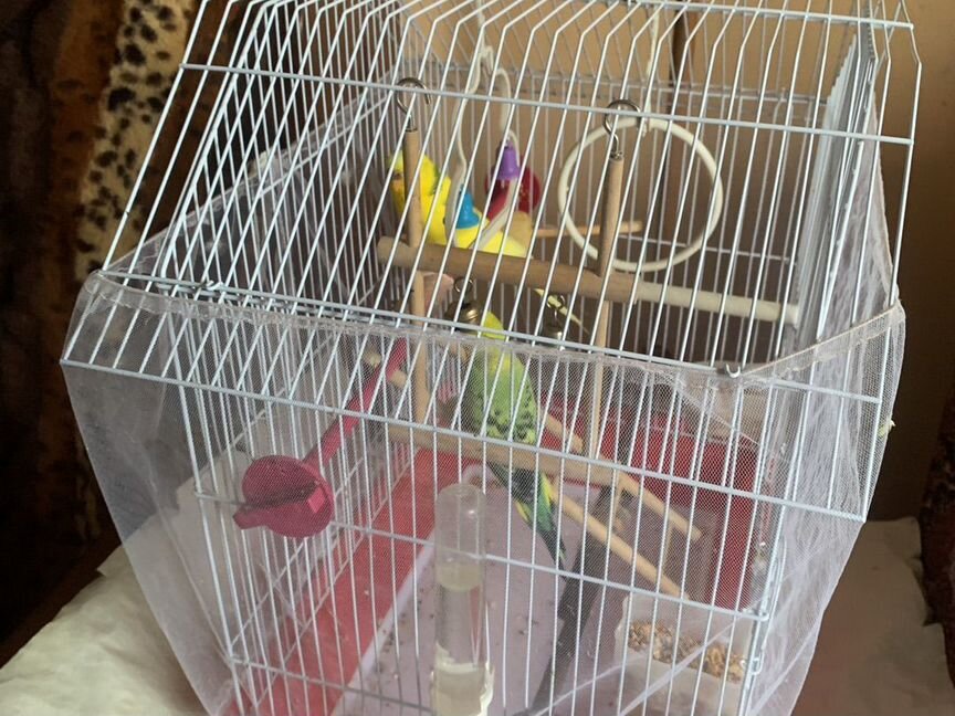 Клетка с папугаими