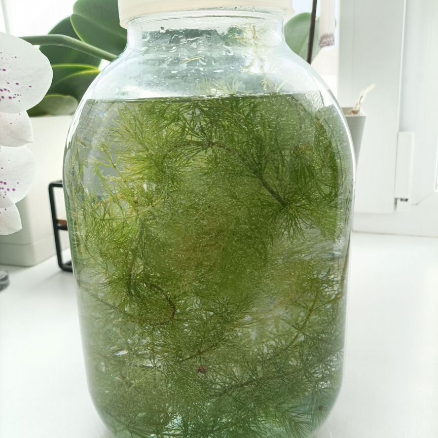 Водоросли для аквариума с улитками, банка 3л