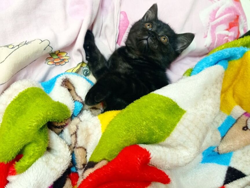 Кошка