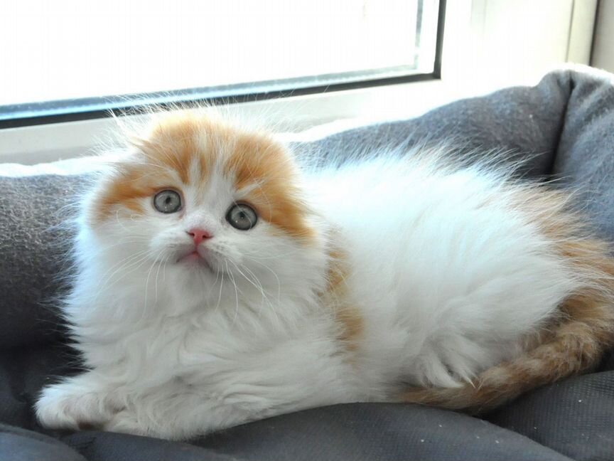 Котенок шоу класса