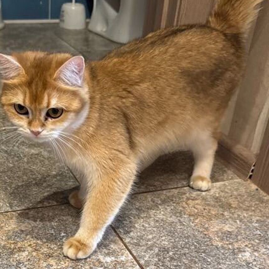 Кошка золотая шиншилла