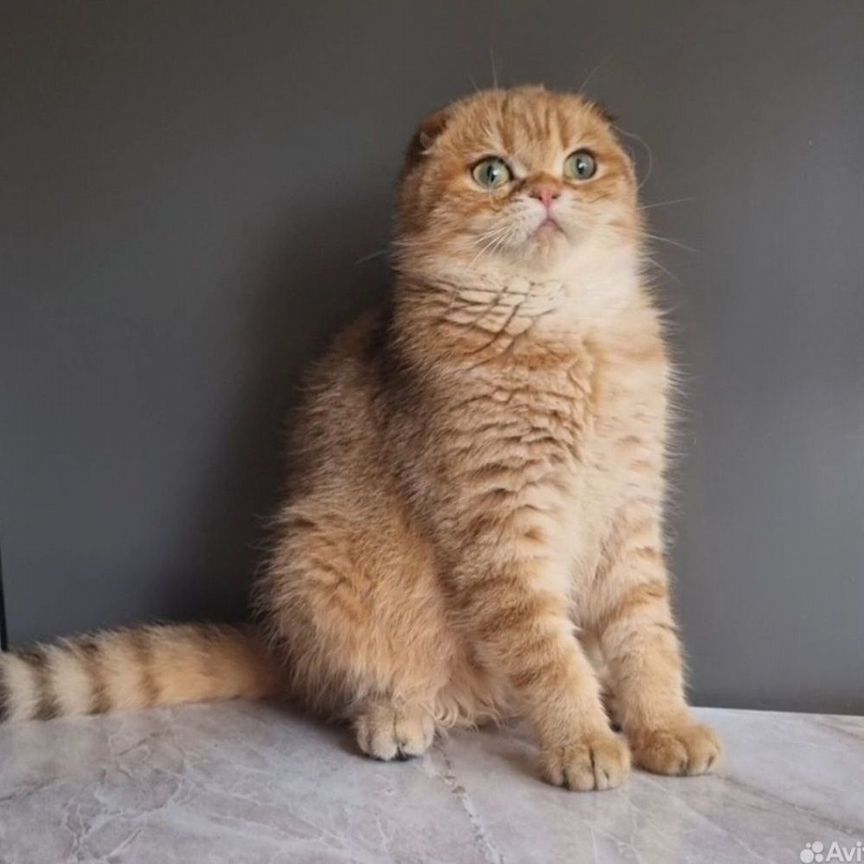 Шотландская