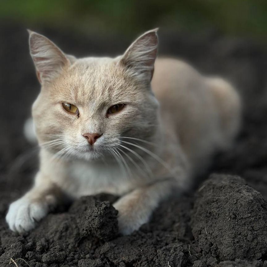 Кот в добрые руки