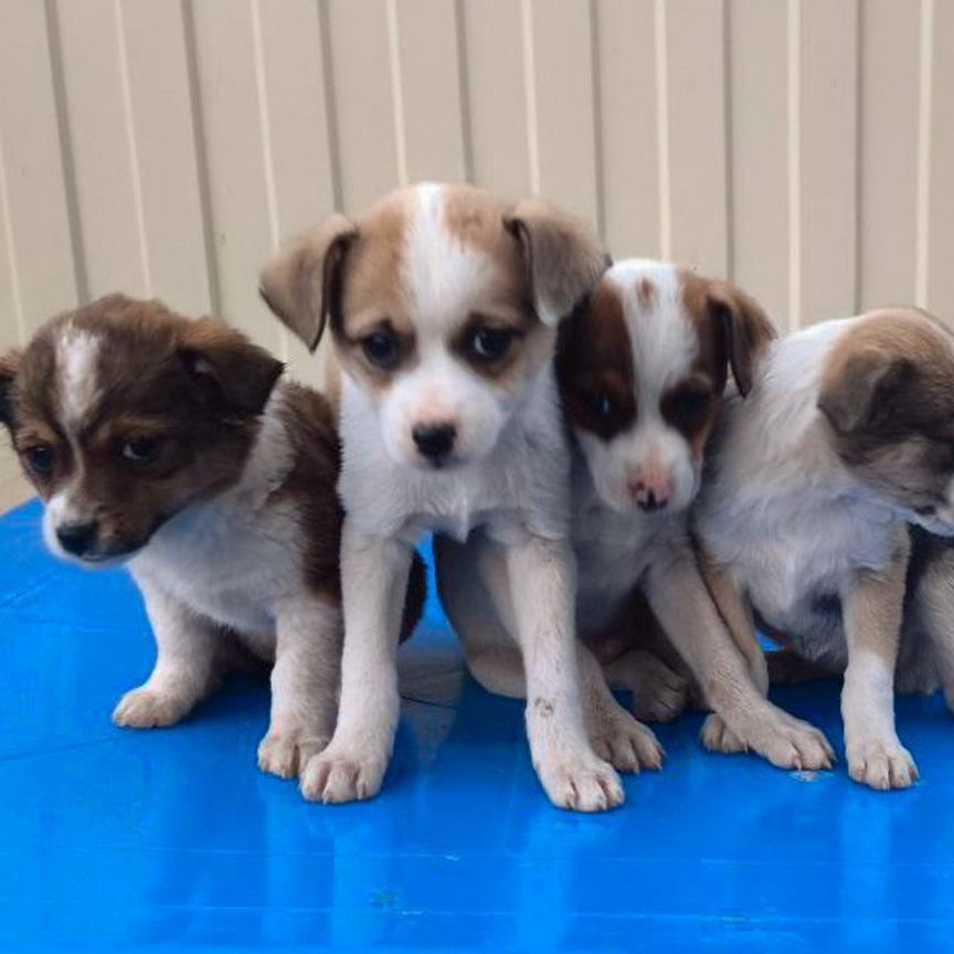 Щенок звонок