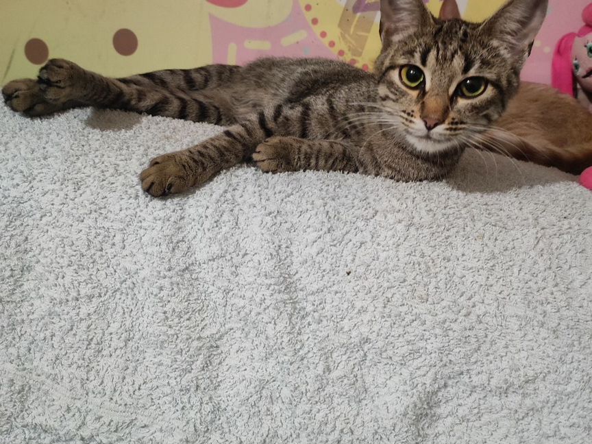 Кошка в дар бесплатно