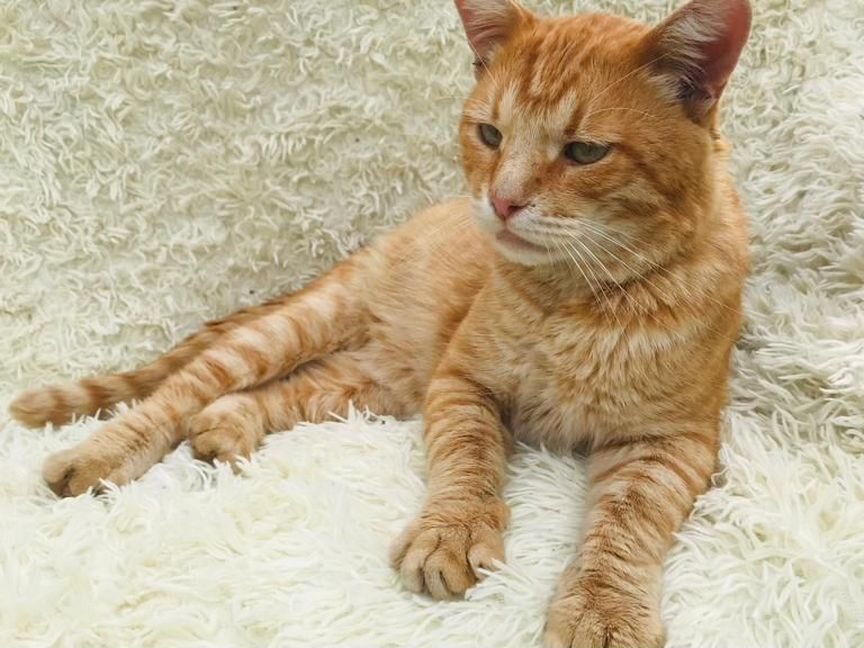 Рыжий котик в добрые руки