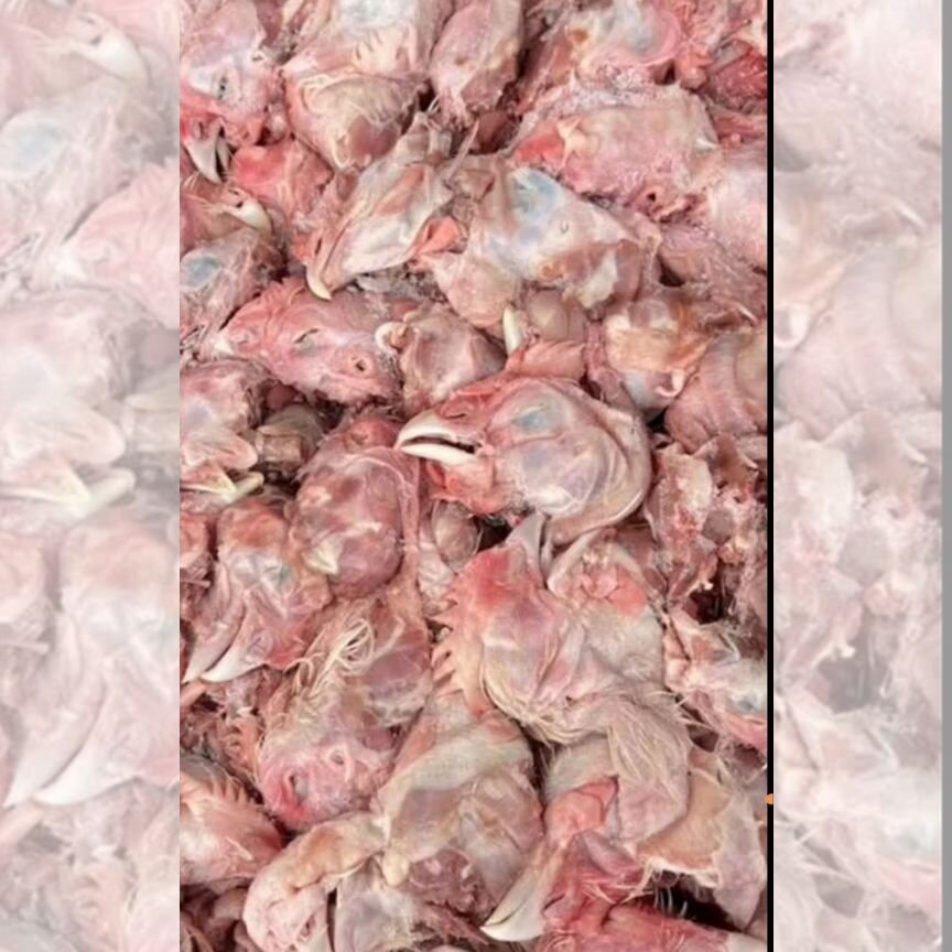 Куриные головы для собак