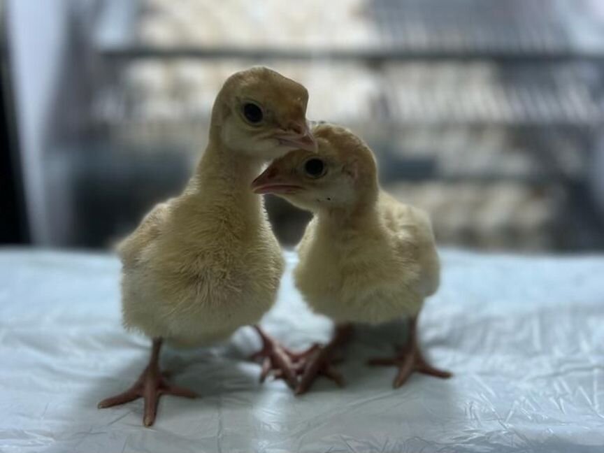 Индюшата Биг-6