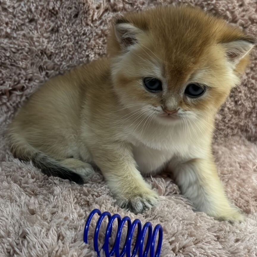 Британский короткошёрстный котёнок