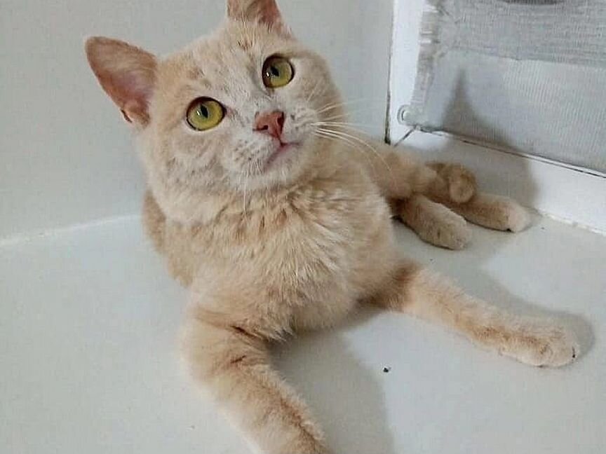 Котенок персиковый мальчик