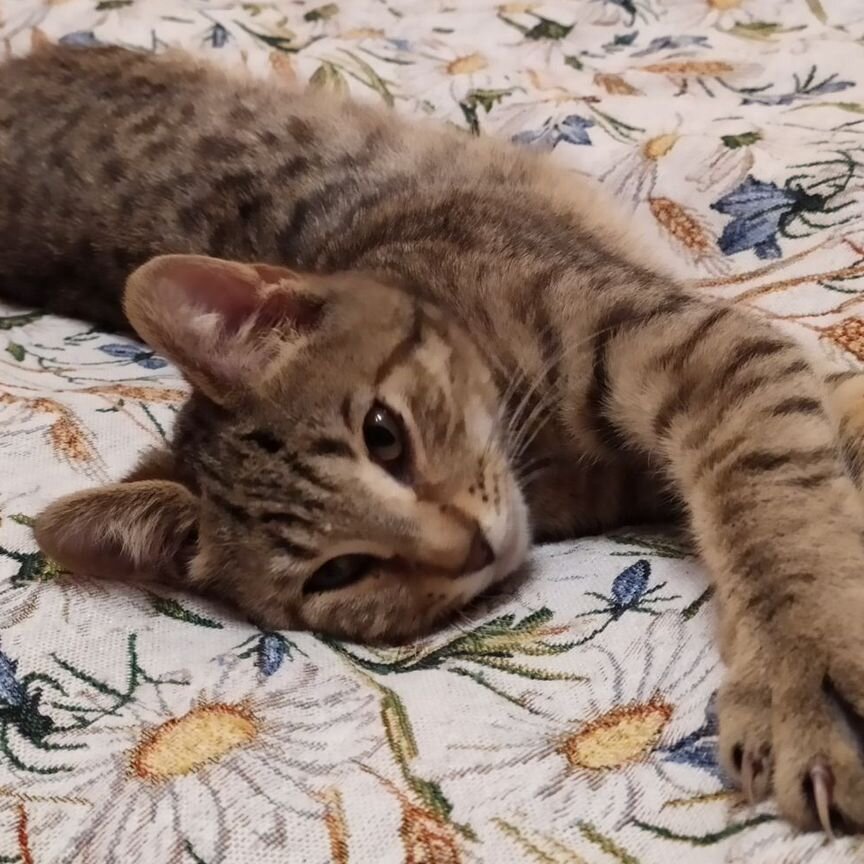 Котёнок в добрые руки