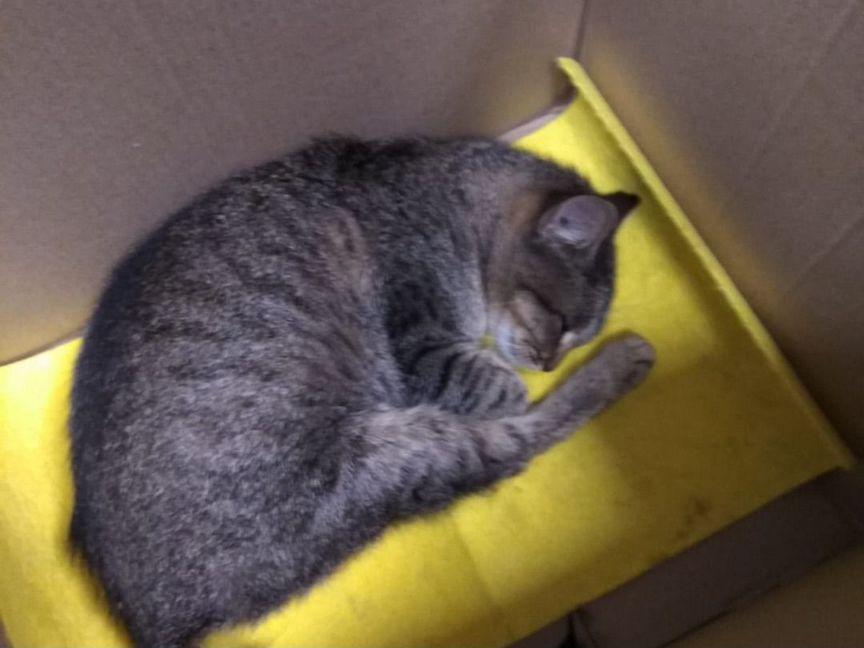 Сбитый котенок sos
