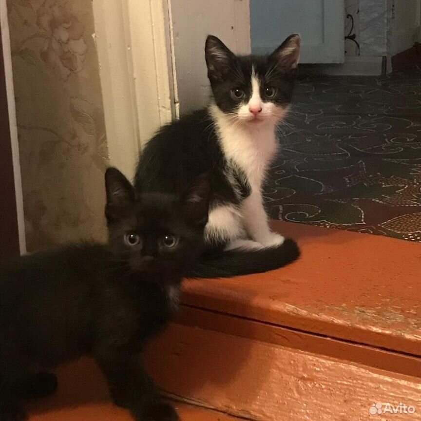 Уникальные котята