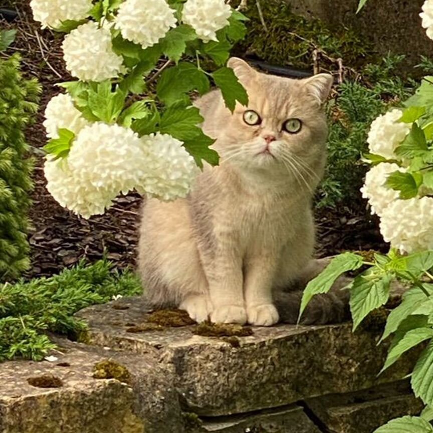 Британские шиншилы